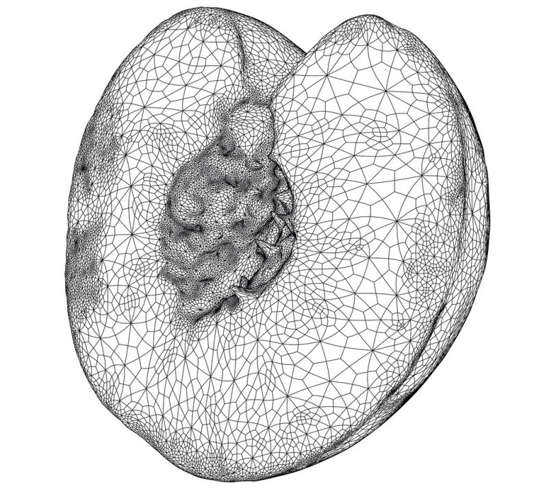 Human Tissue, Anatomical Sections | Dave Bantz, Michael Gross